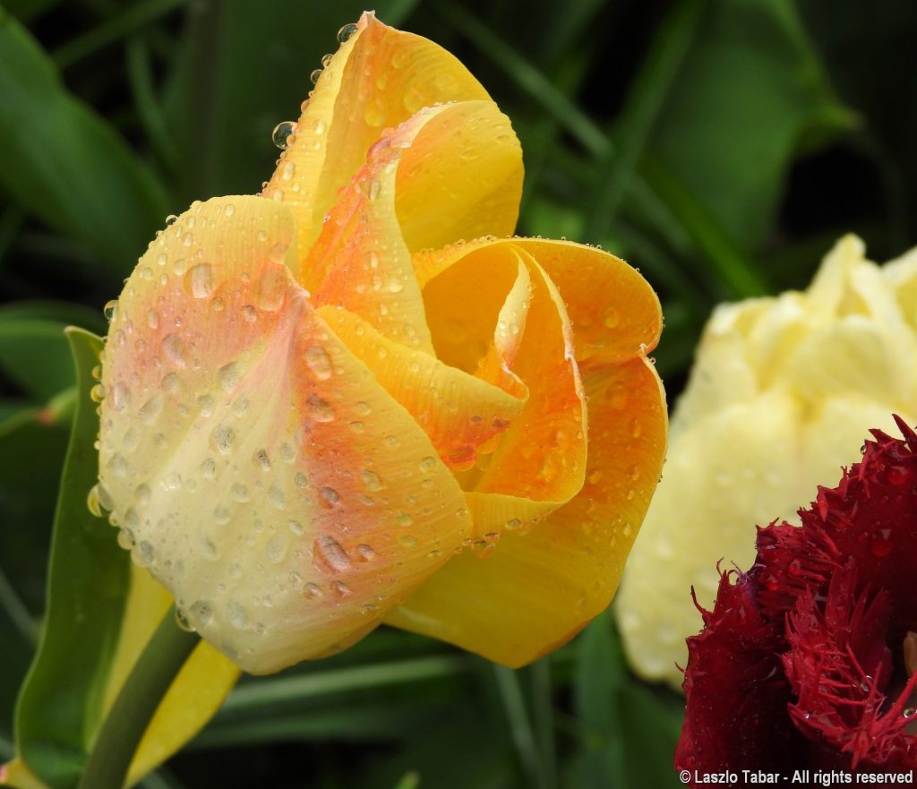 Tulip 12 – The Tabár Foundation for Breast Cancer Research and Education